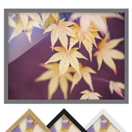 Bilderwelten Bild mit Rahmen Herbstlicher Ahorn