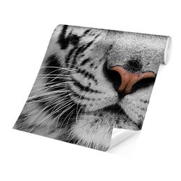 Fototapete Tiere Wei&szlig;er Tiger