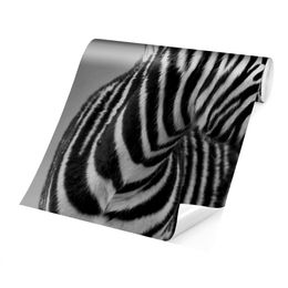 Fototapete Tiere Zebra Baby Portrait II