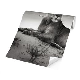 Fototapete Tiere Resting Lion