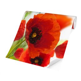 Fototapete Blumen Radiant Poppies