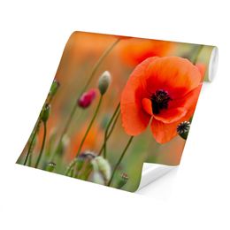 Fototapete Blumen Roter Sommermohn