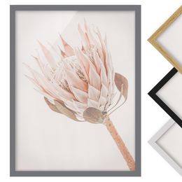 Bilderwelten Bild mit Rahmen Protea K&ouml;nigin der Bl&uuml;ten