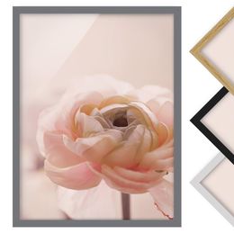 Bilderwelten Bild mit Rahmen Rosa Bl&uuml;te im Fokus
