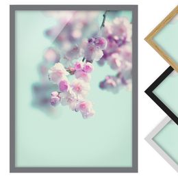Bilderwelten Bild mit Rahmen Farbenfrohe Kirschbl&uuml;ten