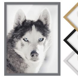 Bilderwelten Bild mit Rahmen Husky Portrait