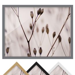 Bilderwelten Bild mit Rahmen Dunkle Knospen am Wildblumenzweig