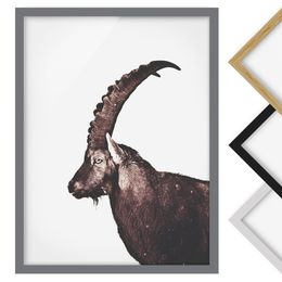 Bilderwelten Bild mit Rahmen Steinbock im Schnee