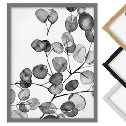 Bilderwelten Bild mit Rahmen Schwarz Wei&szlig; Aquarell Eukalyptuszweig