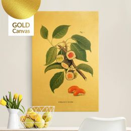 Bilderwelten Leinwandbild Vintage Pflanze - Sushi