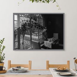 Bilderwelten Bild mit Rahmen Natur schwarz weiss modern inkl. Rahmung - Fr&uuml;hst&uuml;ck mit Giraffe - africa Wohnzimmer Schlafzimmer