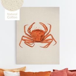 Bilderwelten Leinwandbild Vintage Illustration Rote Krabbe