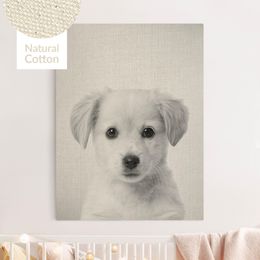 Bilderwelten Leinwandbild Baby Golden Retriever Gizmo Schwarz Wei&szlig;