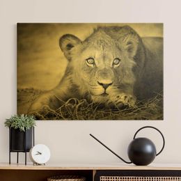 Bilderwelten Leinwandbild - Querformat Lurking Lionbaby