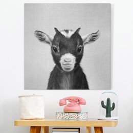 Bilderwelten Leinwandbild Tiere Motiv Kunstdruck schwarz weiss - Baby Ziege Zelda Schwarz Wei&szlig; - Wandbild XXL Kinderzimmer Baby M&auml;dchen Jungen