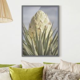 Bilderwelten Bild mit Rahmen Frucht des Josuabaumes