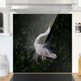 Bilderwelten Glas Spritzschutz Motiv schwarz Tiere - Tanzender Silberreiher vor Schwarz - V&ouml;gel K&uuml;chenr&uuml;ckwand aus Glas