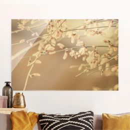 Bilderwelten Glasbild Landhaus beige Glas Wandbild - Ginsterzweige - Pflanzen Wohnzimmer Schlafzimmer