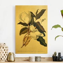 Bilderwelten Leinwandbild - Hochformat Georg Dionysius Ehret - Magnolie