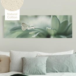 Bilderwelten Leinwandbild - Panorama Schmetterling und Tautropfen in Pastellgr&uuml;n