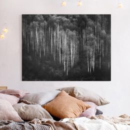 Bilderwelten Leinwandbild - Querformat Birkenwald in Aspen