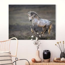 Bilderwelten Leinwandbild - Querformat Im Galopp durch die Heide