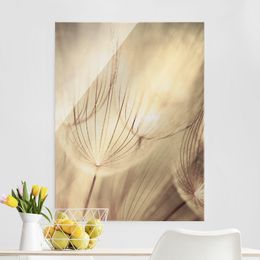 Bilderwelten Glasbild Blumen Motiv beige Glas Wandbild - Pusteblumen Nahaufnahme in wohnlicher Sepia T&ouml;nung - Pusteblume Wohnzimmer Schlafzimmer