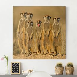 Bilderwelten Leinwandbild Tiere Motiv Kunstdruck Leinwanddruck - Meerkat Family - Wandbild XXL Wohnzimmer Schlafzimmer