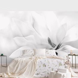 Bilderwelten Fototapete Zarte Magnolienbl&uuml;te Schwarz-Wei&szlig;