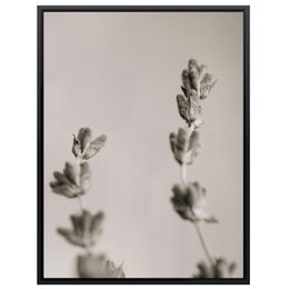 Bilderwelten Leinwandbild Lavendel Studie