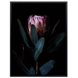 Bilderwelten Leinwandbild Protea Portrait