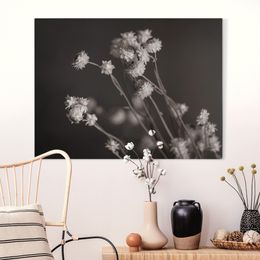 Bilderwelten Leinwandbild G&auml;nsebl&uuml;mchen Studie