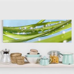 Bilderwelten Leinwandbild - Panorama Fresh Green