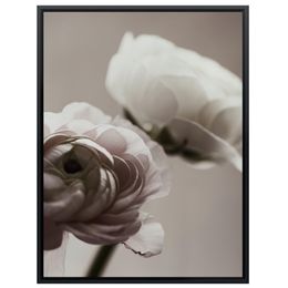 Bilderwelten Leinwandbild Dunkle Bl&uuml;te im Fokus