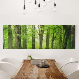 Bilderwelten Leinwandbild - Panorama Mighty Beech Trees