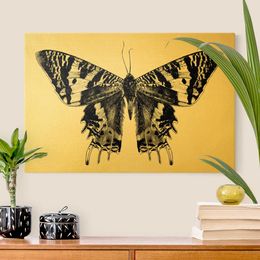 Bilderwelten Leinwandbild Illustration fliegender Madagaskar Schmetterling