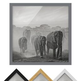 Bilderwelten Bild mit Rahmen - Quadrat Elefantenherde