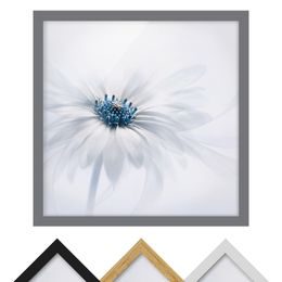 Bilderwelten Bild mit Rahmen - Quadrat G&auml;nsebl&uuml;mchen in Blau