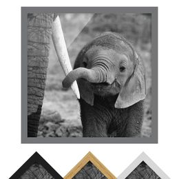 Bilderwelten Bild mit Rahmen - Quadrat Elefantenbaby