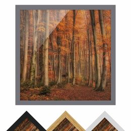 Bilderwelten Bild mit Rahmen - Quadrat Herbstspaziergang