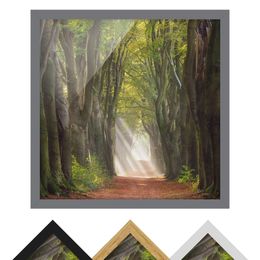 Bilderwelten Bild mit Rahmen - Quadrat Herrlicher Tag im Wald
