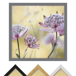 Bilderwelten Bild mit Rahmen - Quadrat Astrantia Major