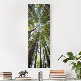 Bilderwelten Leinwandbild - Hochformat Mammutbaum Baumkronen