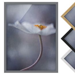 Bilderwelten Bild mit Rahmen - Hochformat Wei&szlig;e Anemonenbl&uuml;te