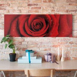 Bilderwelten Leinwandbild - Panorama Rote Rose mit Wassertropfen
