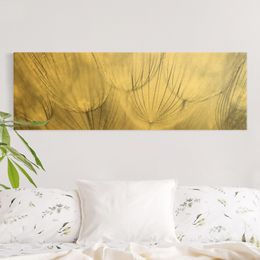 Bilderwelten Leinwandbild - Panorama Pusteblumen Makroaufnahme in schwarz wei&szlig;