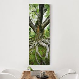 Bilderwelten Leinwandbild - Hochformat Alter Baum