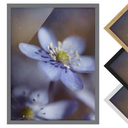 Bilderwelten Bild mit Rahmen - Hochformat Anemonen in Blau