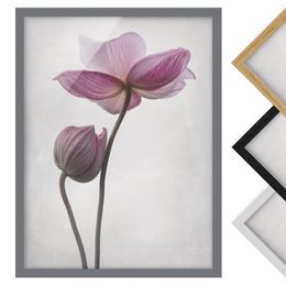 Bilderwelten Bild mit Rahmen - Hochformat Anemonen in rosa