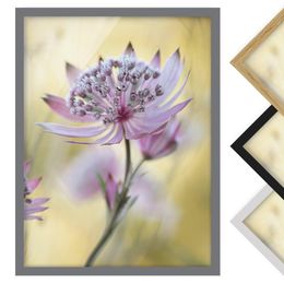 Bilderwelten Bild mit Rahmen - Hochformat Astrantia Major